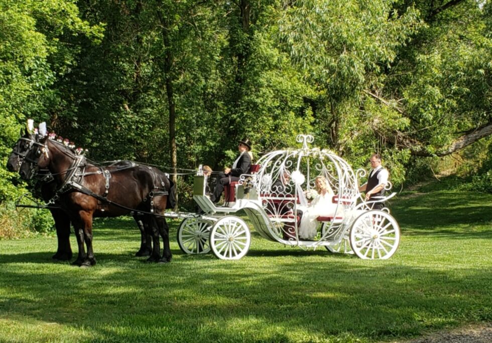 Stein Farms: Your Destination for Barn Wedding Venue and More